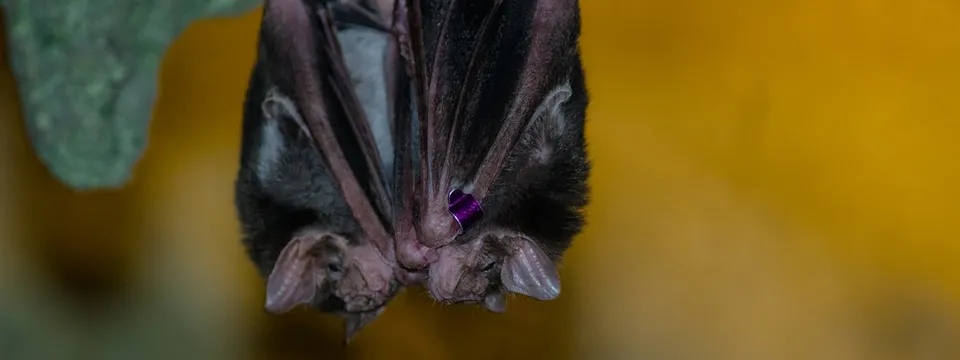 10 Reasons to Appreciate Bats | North Carolina Zoo