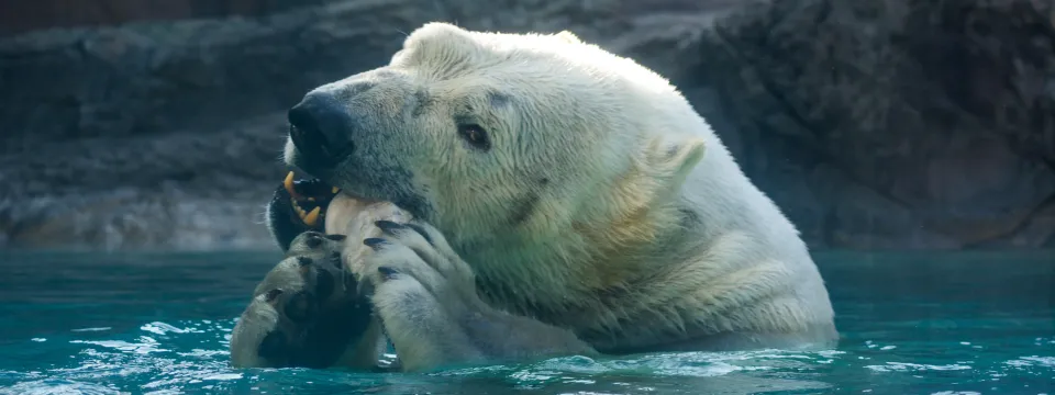 A Day in the Life: Polar Bear Keeper | North Carolina Zoo