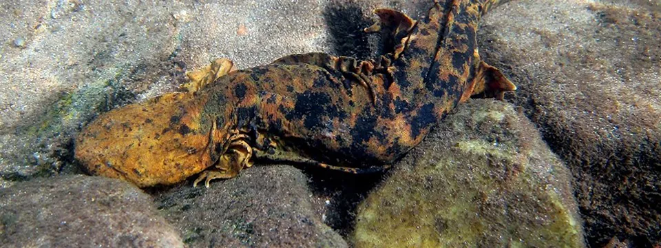 Conservation Update: Saving the Gopher Frog | North Carolina Zoo