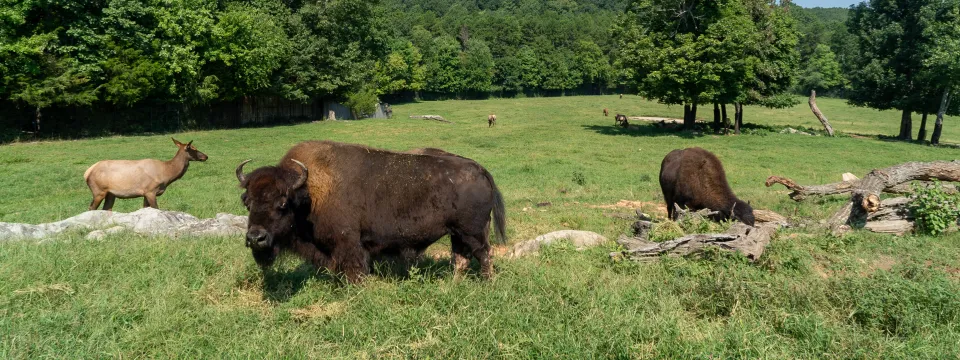 Zoo Research: Asia Construction Impacts | North Carolina Zoo