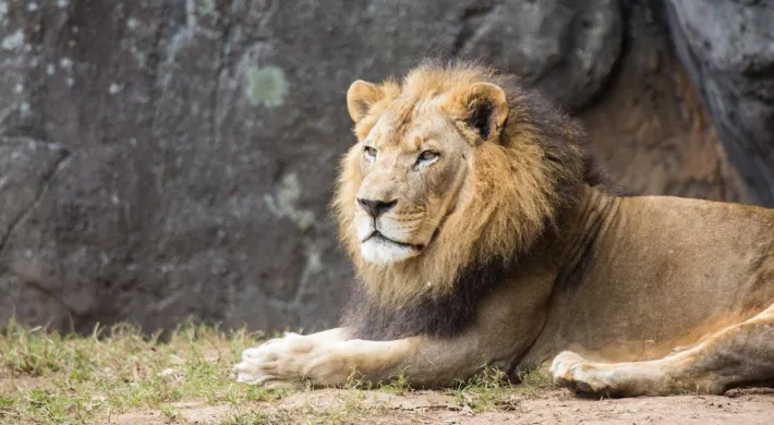 Meet Haji - North Carolina Zoo's New Lion | North Carolina Zoo