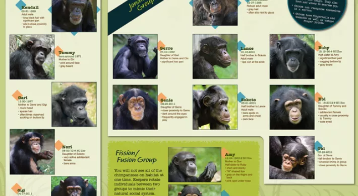 Chimpanzee Makes His Debut at the North Carolina Zoo | North Carolina Zoo