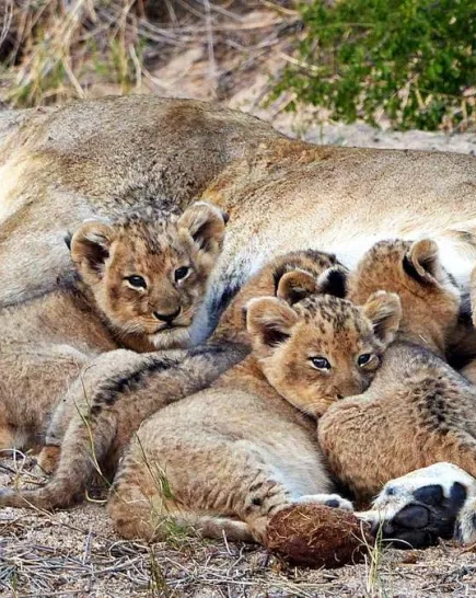 Wildlife Conservation at the Zoo | North Carolina Zoo