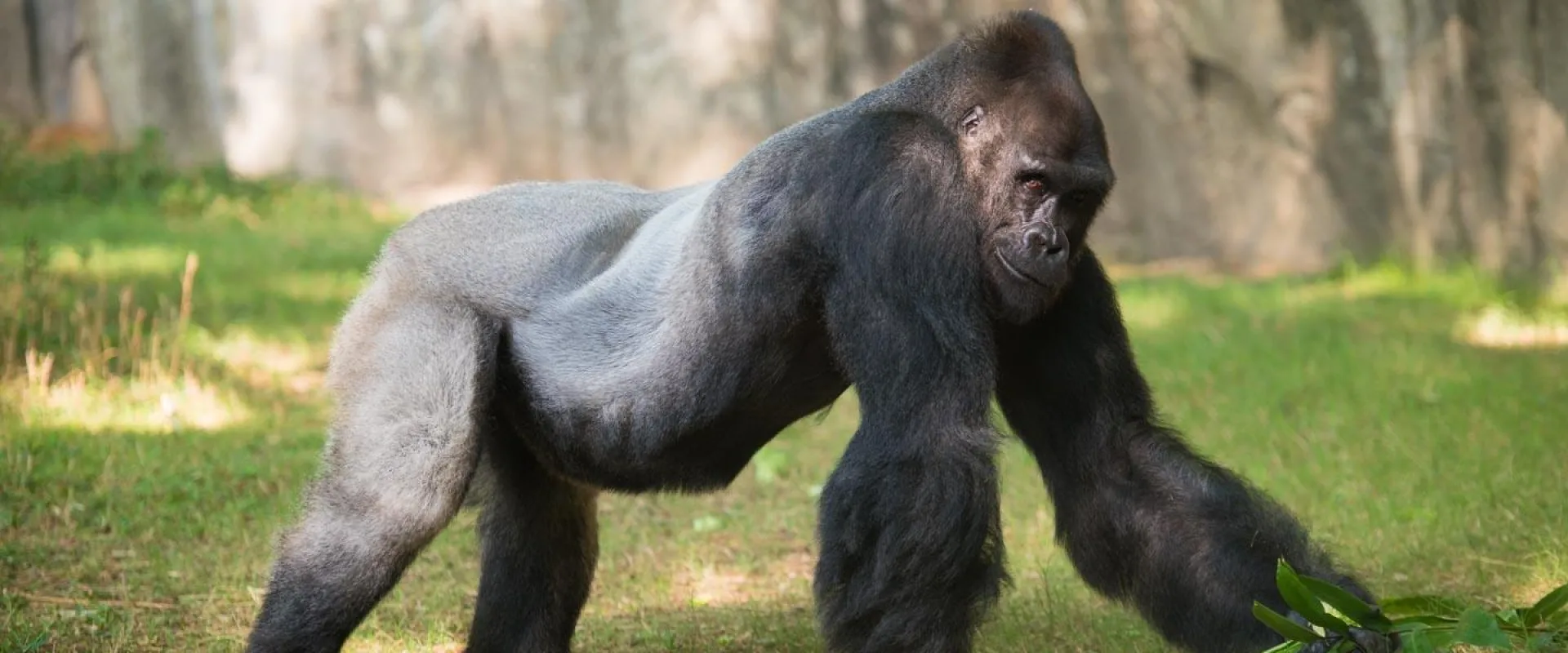 Animal Behavior & Biology | North Carolina Zoo