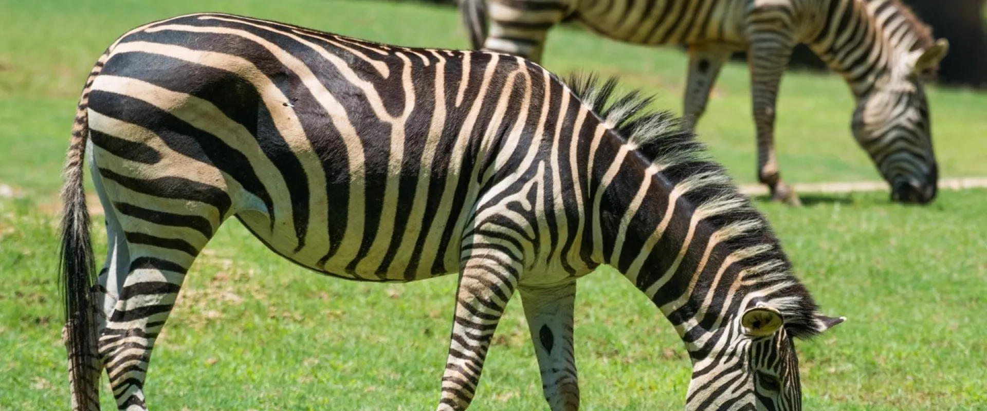 Zebra Scale Training | North Carolina Zoo
