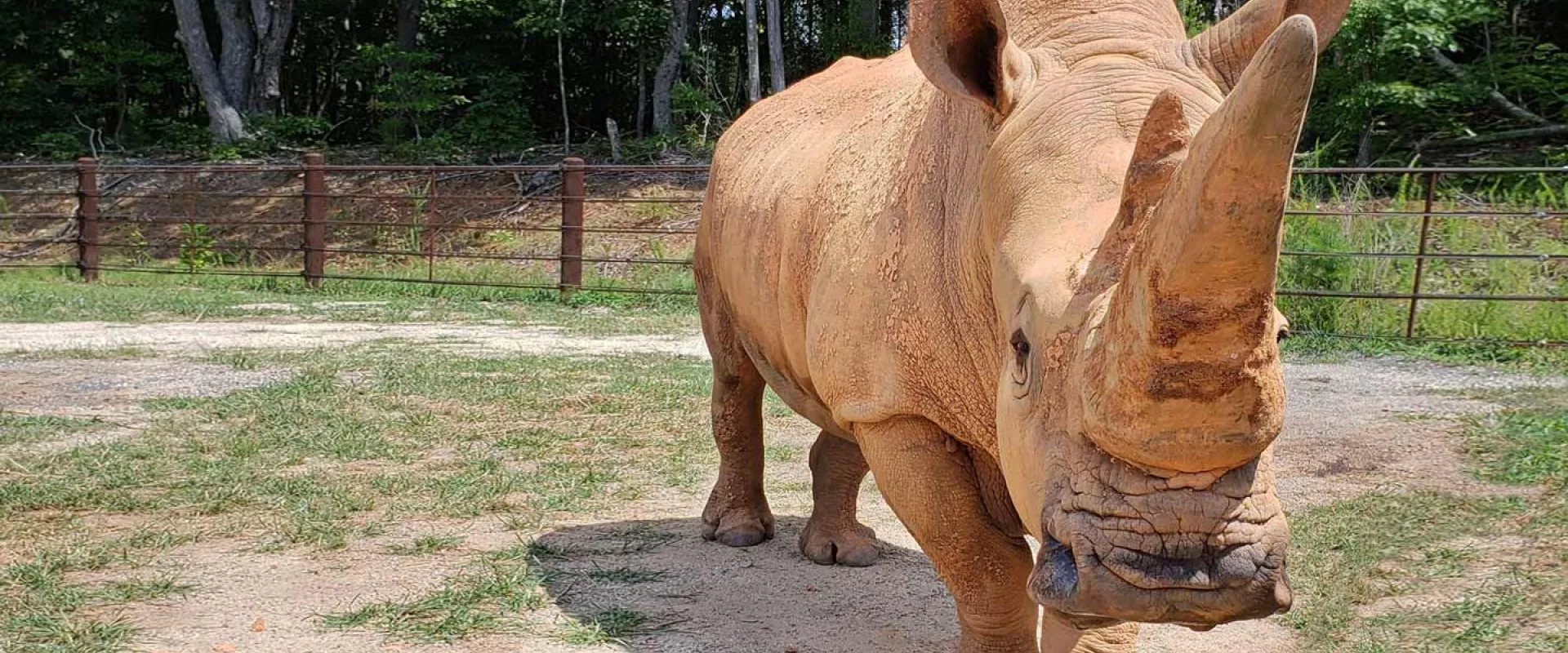 North Carolina Zoo’s Beloved Rhino Stanley Passes Away at 49 | North ...