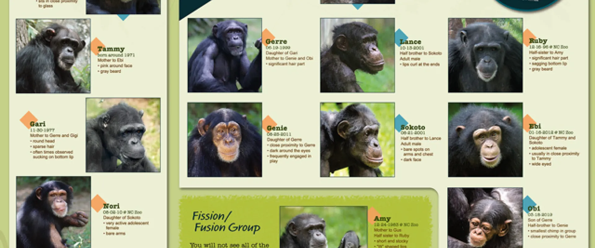 Chimpanzee Management | North Carolina Zoo
