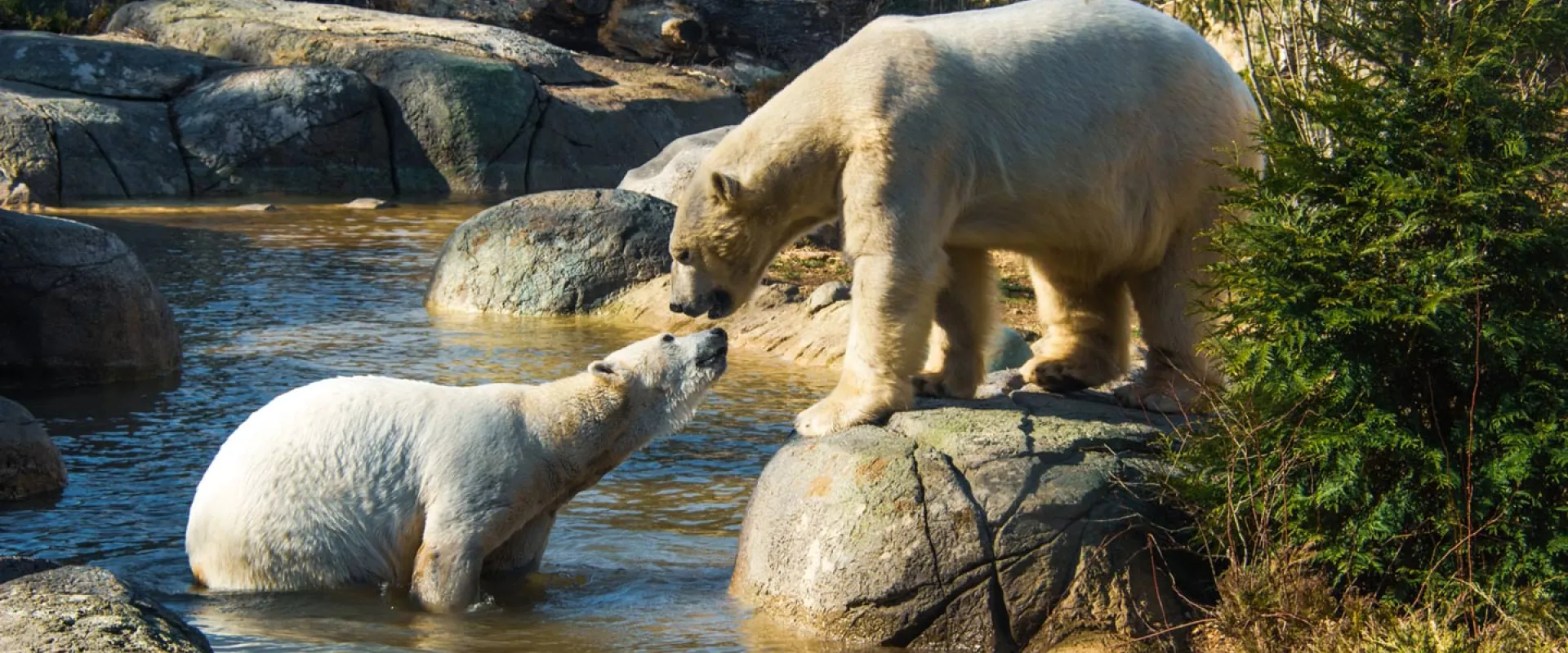 Polar Bear Relationship Status: It's Complicated | North Carolina Zoo