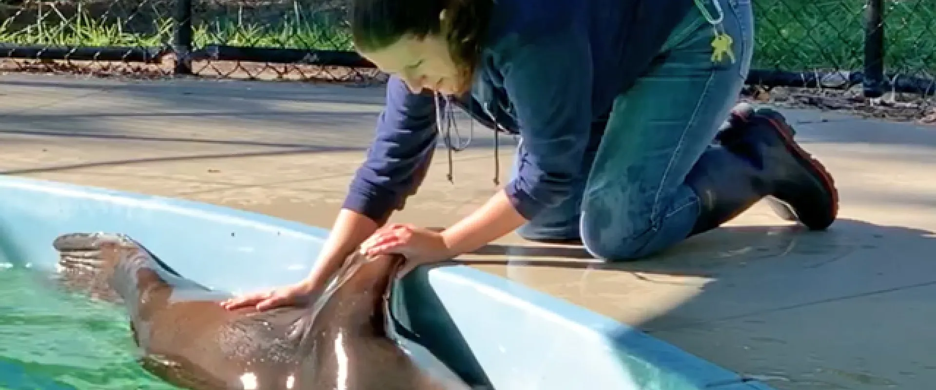 Pinniped Care and Training | North Carolina Zoo