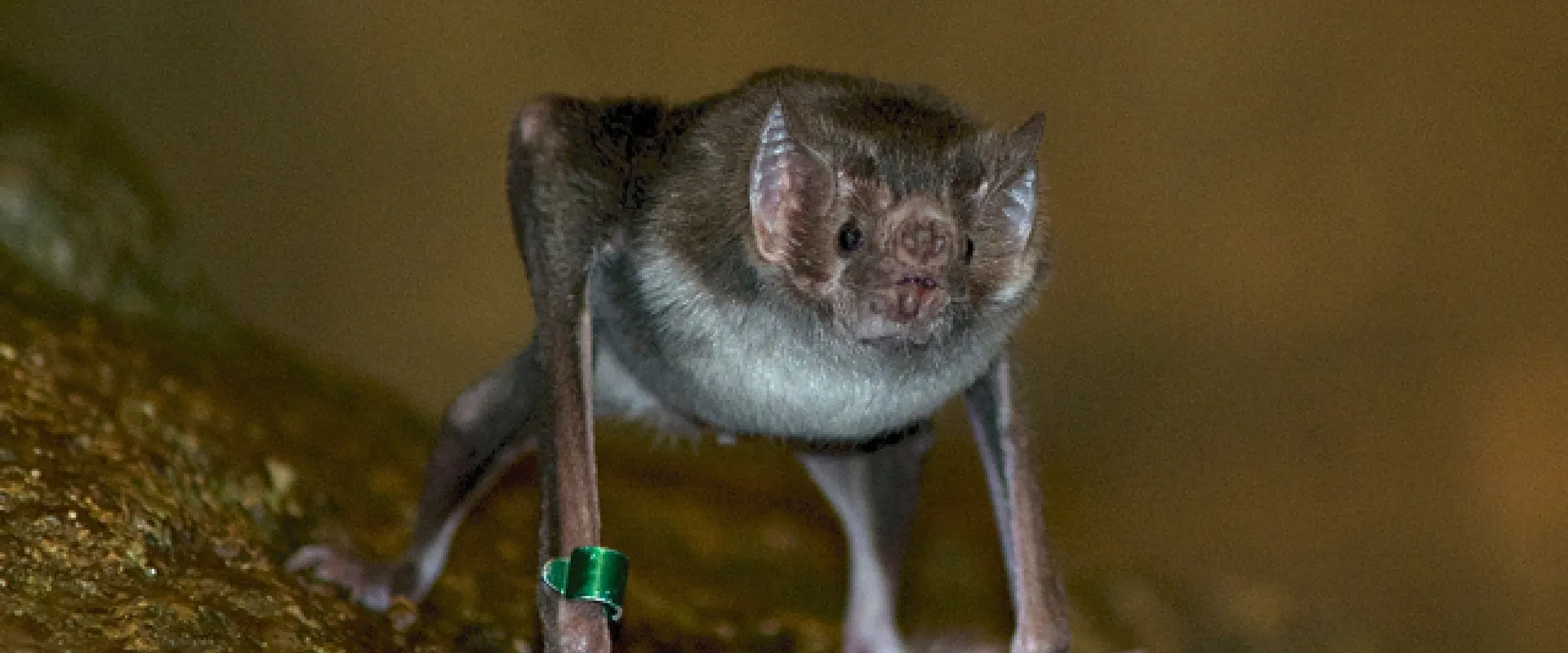 Vampire Bat Colony Care | North Carolina Zoo