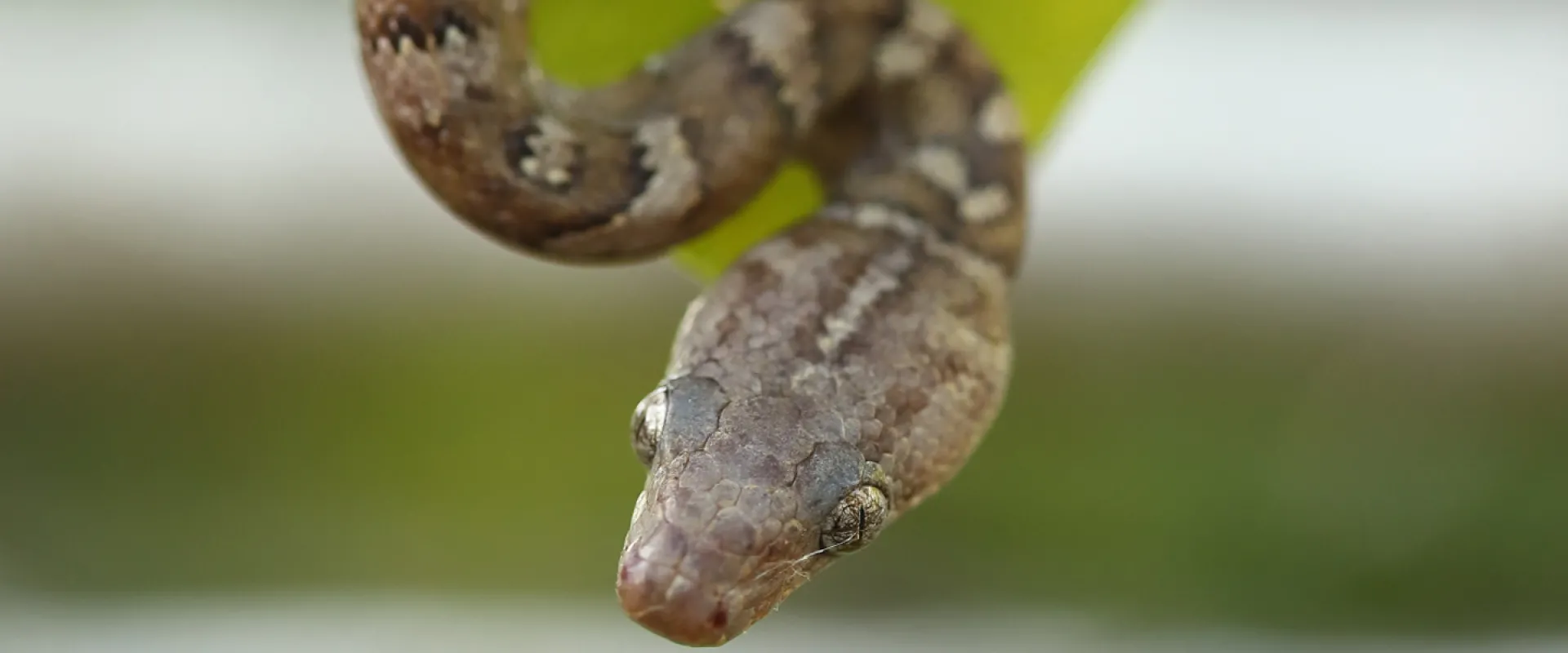 Cold-Blooded Conservation: Saving Snakes - One Island at a Time | North ...