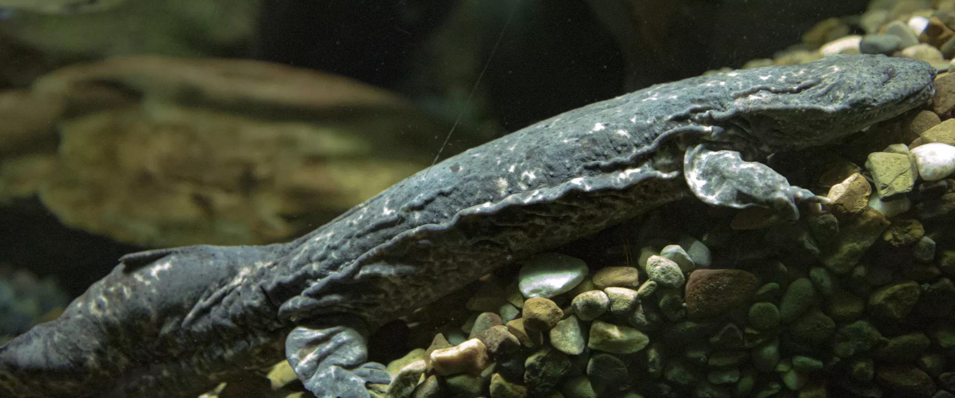 Hellbenders: Caring for North America's Largest Salamander | North Carolina Zoo