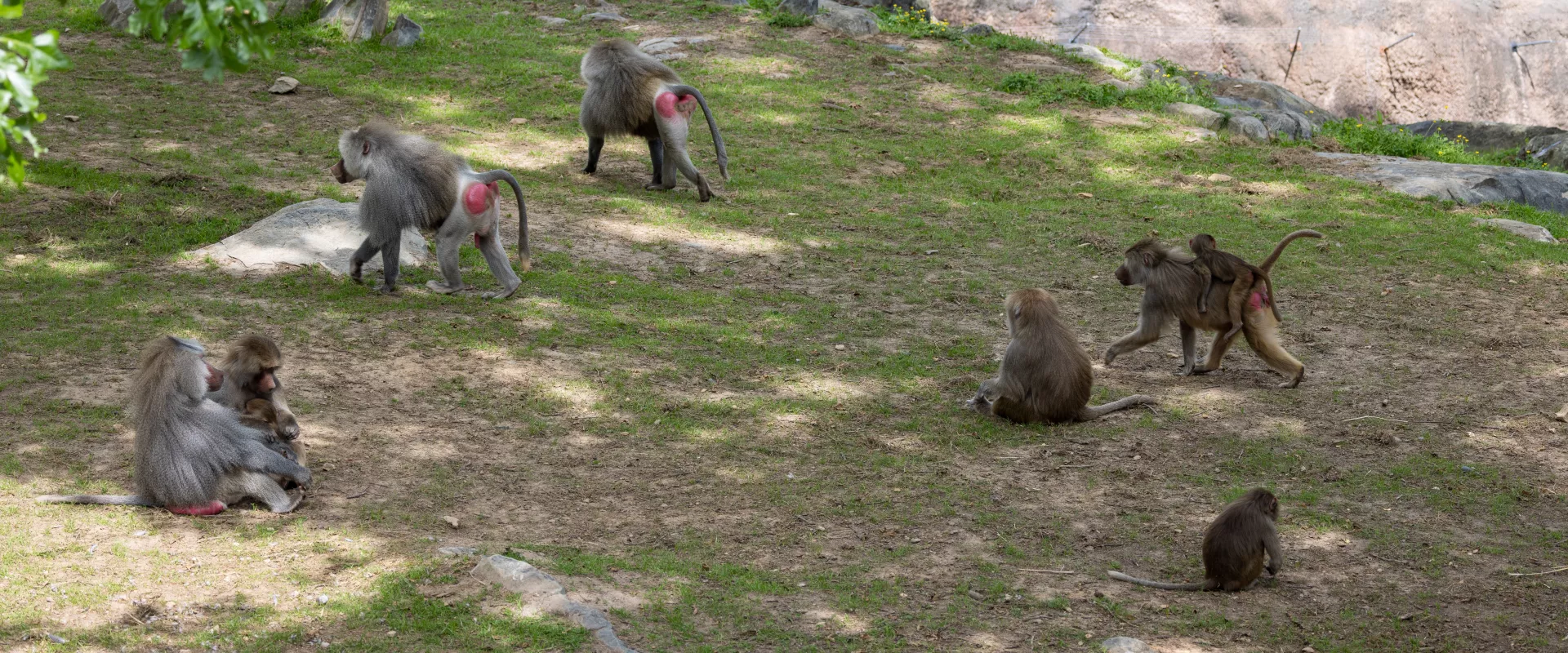 Baboons Habitat | North Carolina Zoo