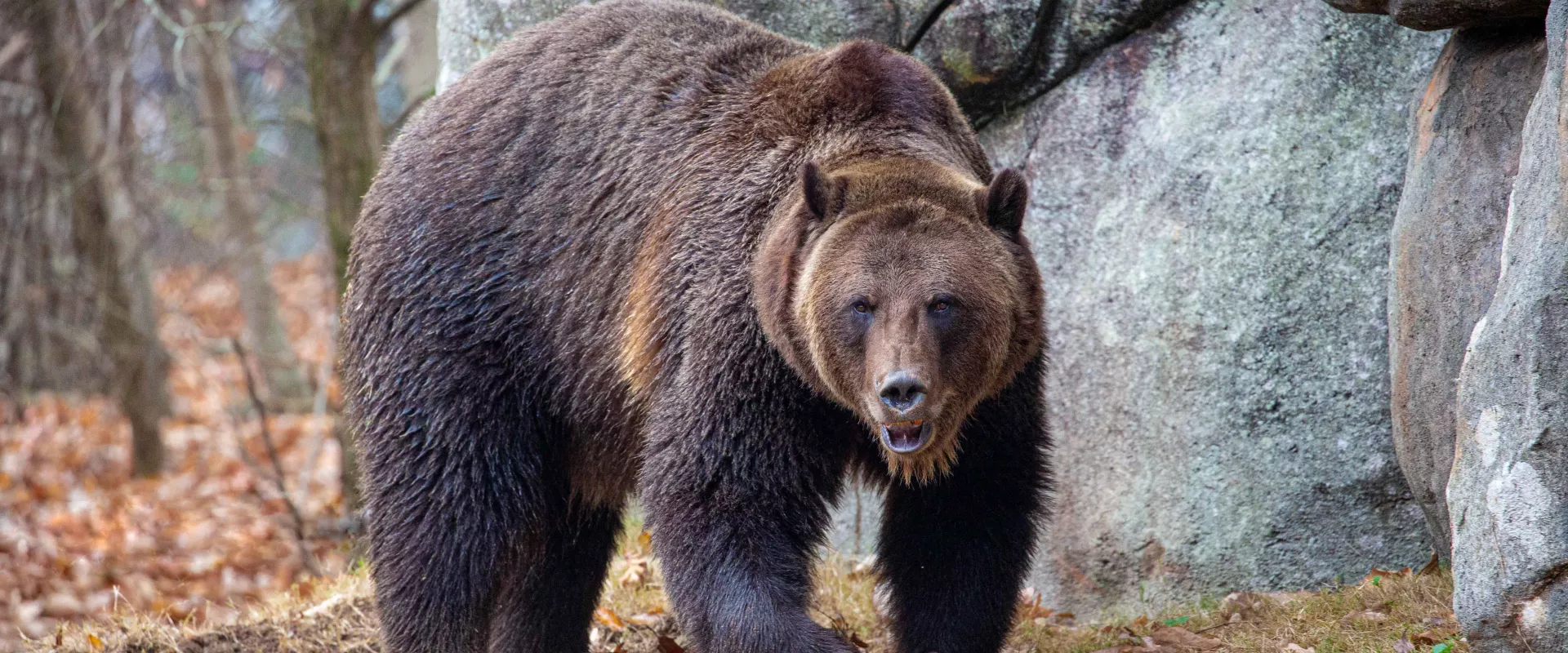 Grizzly Bear Habitat | North Carolina Zoo