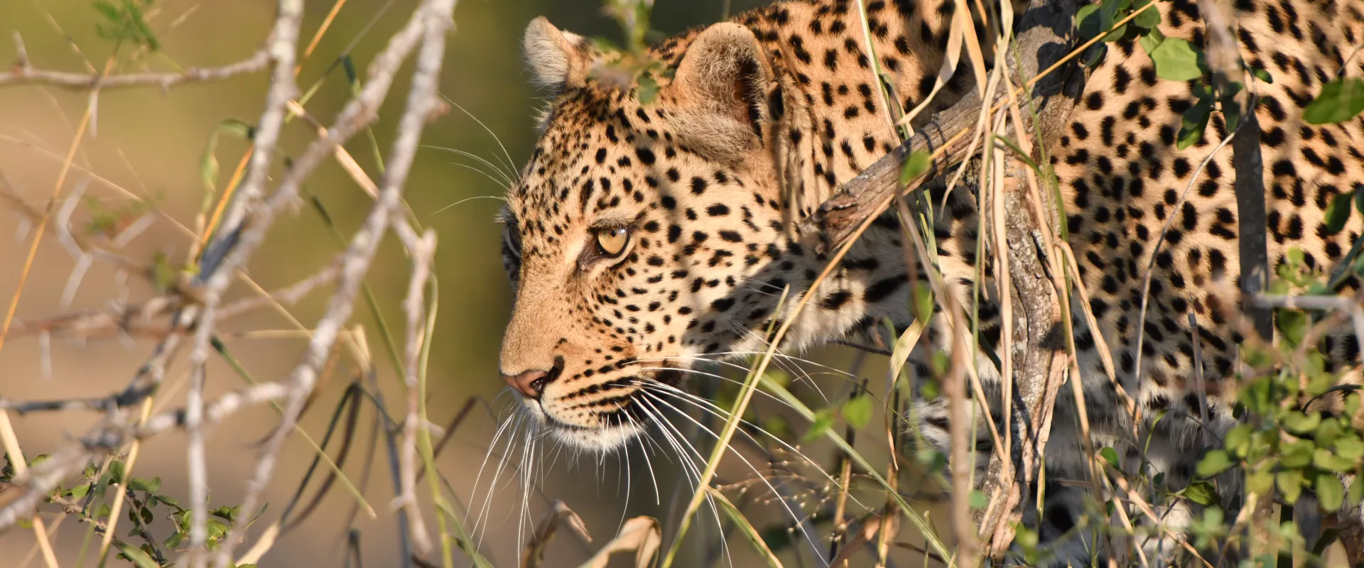 International Conservation | North Carolina Zoo