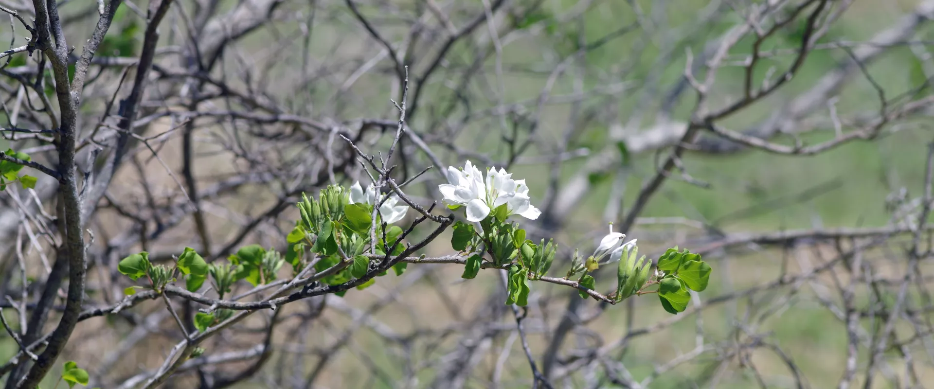 Anacacho Orchid Tree | North Carolina Zoo
