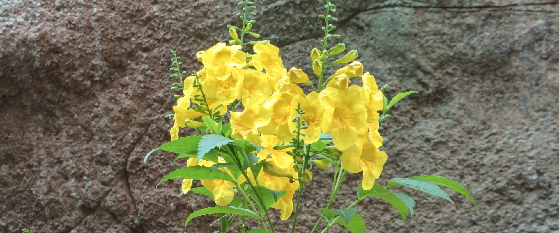 Arizona Yellowbells | North Carolina Zoo