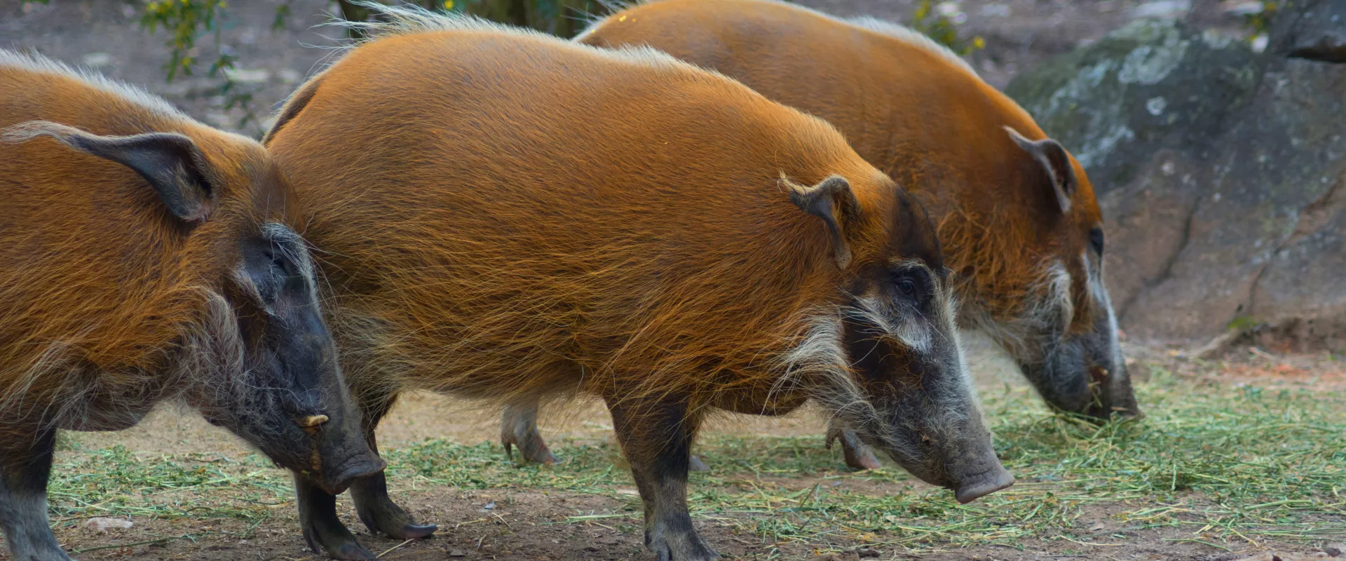 Red River Hogs Habitat | North Carolina Zoo