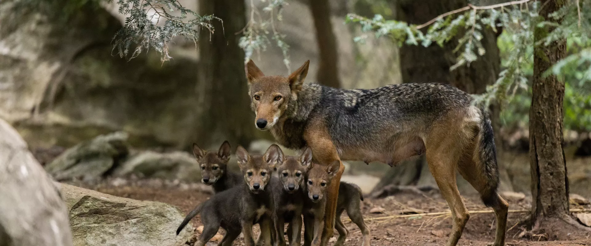 Conserving North Carolina’s Red Wolves | North Carolina Zoo
