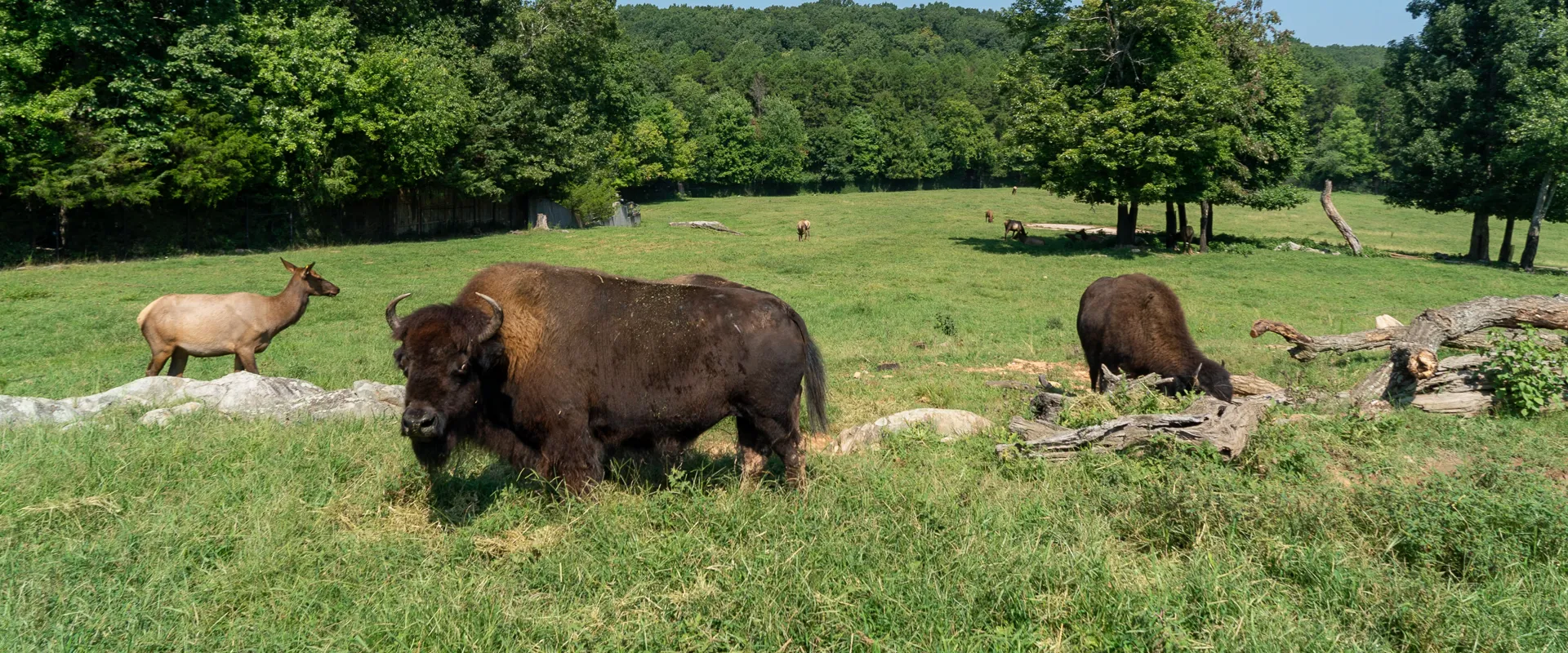 Zoo Research: Asia Construction Impacts | North Carolina Zoo