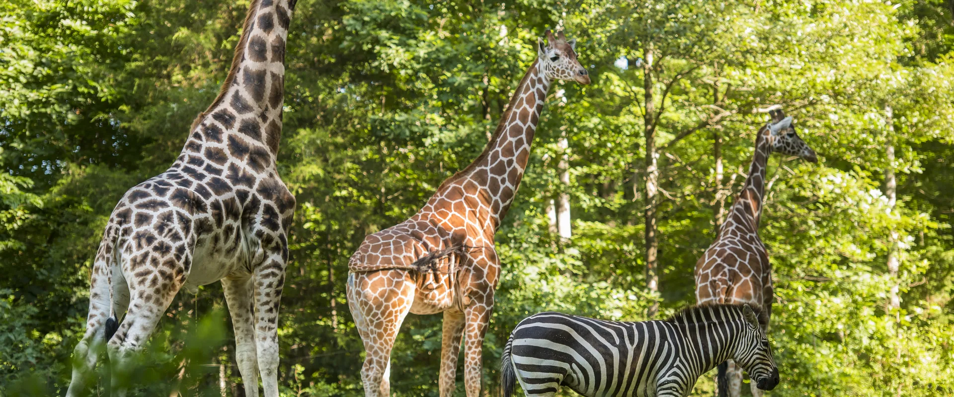 Zoo Research: Exploring Space | North Carolina Zoo