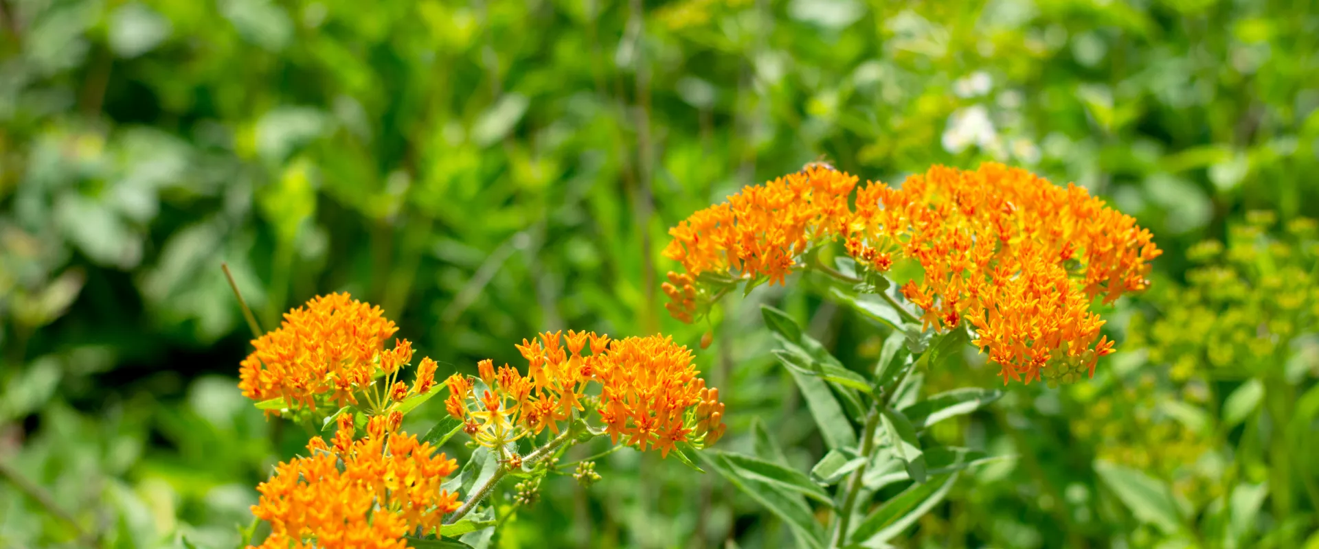 Orange Milkweed | North Carolina Zoo