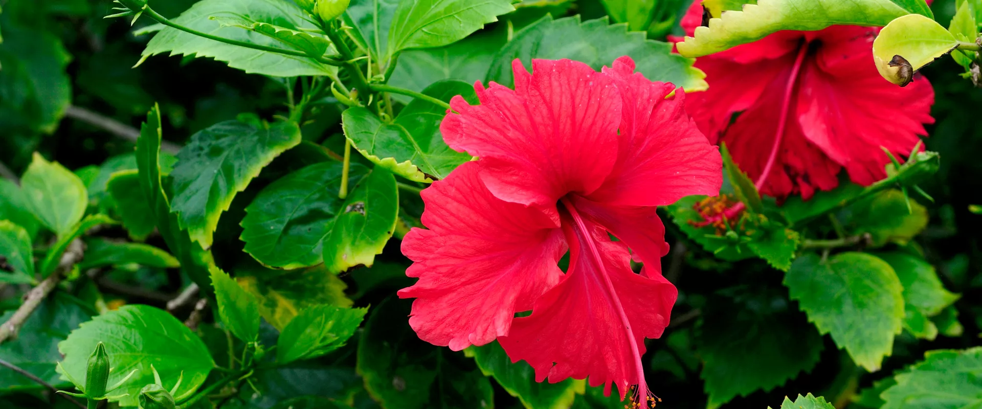 Scarlet Rosemallow | North Carolina Zoo