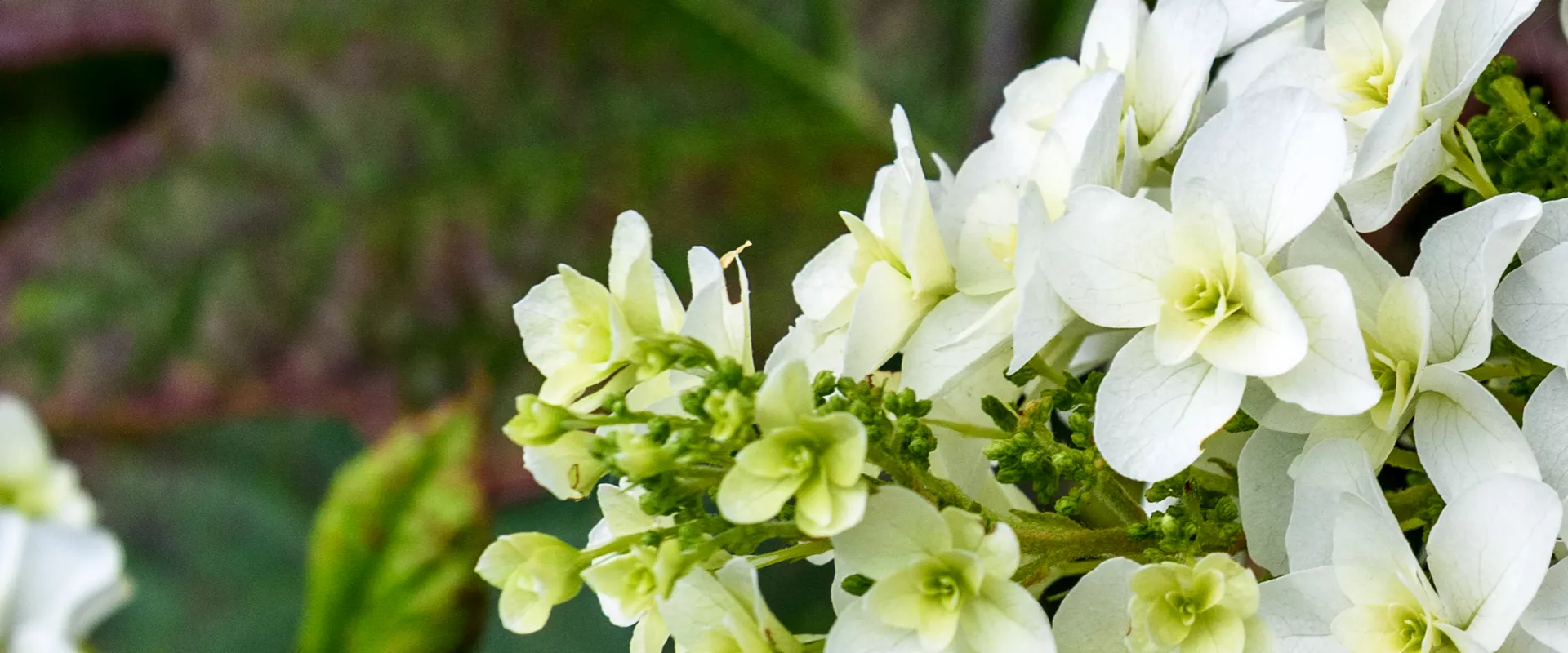 Oakleaf Hydrangea | North Carolina Zoo