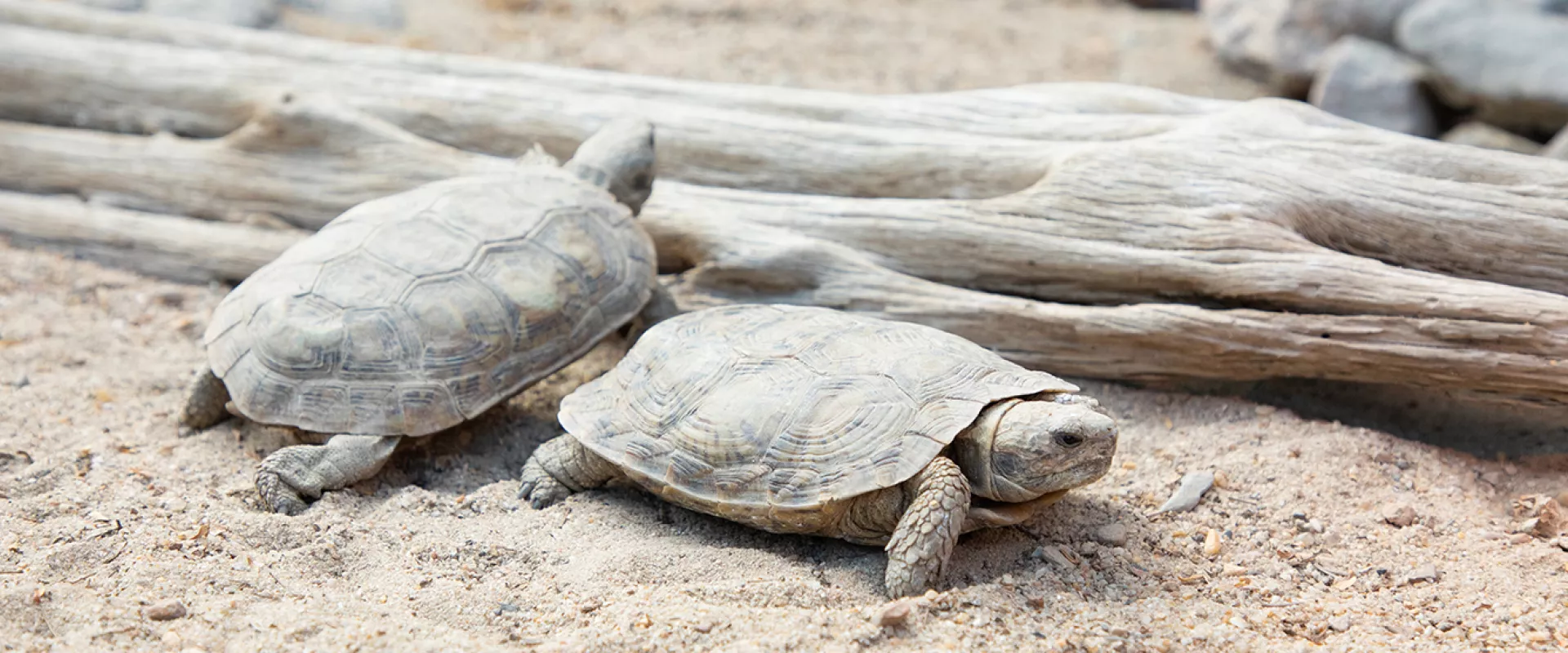 African Pancake Tortoise | North Carolina Zoo