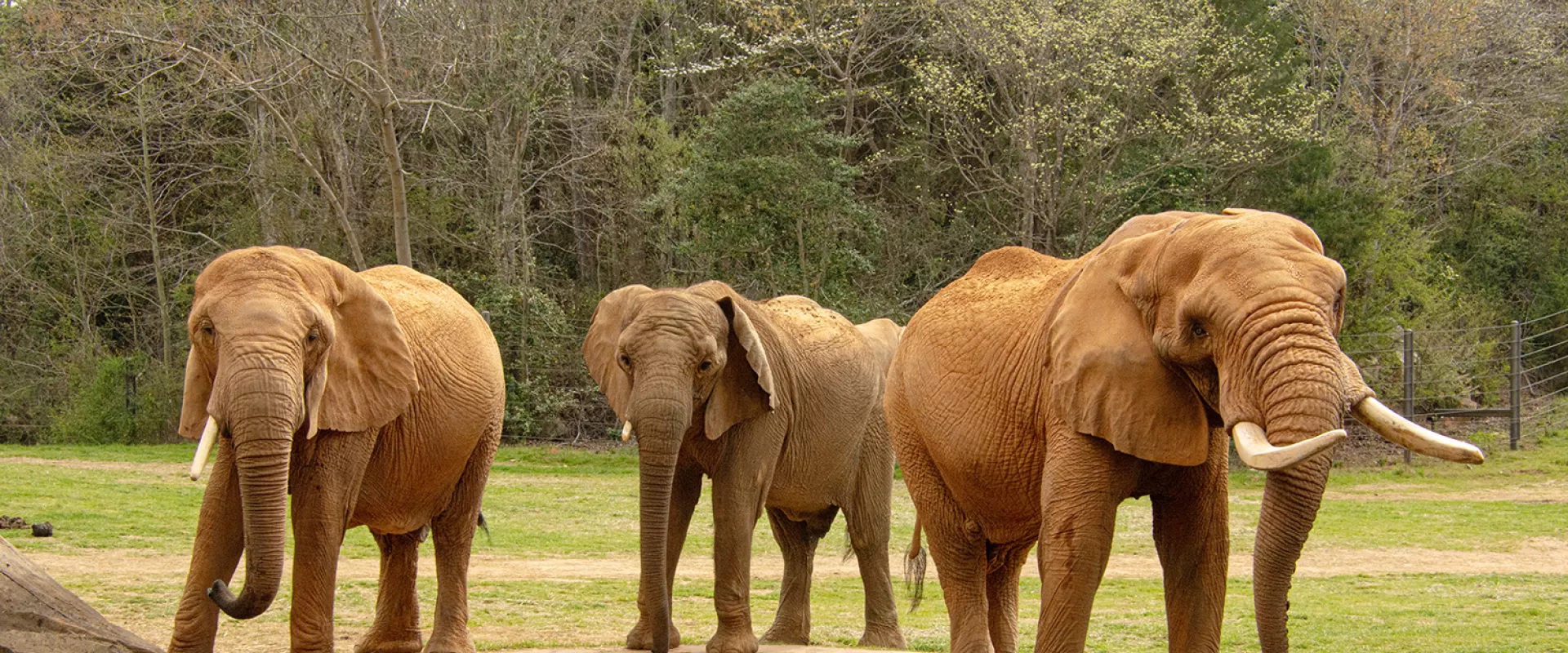 African Elephant | North Carolina Zoo