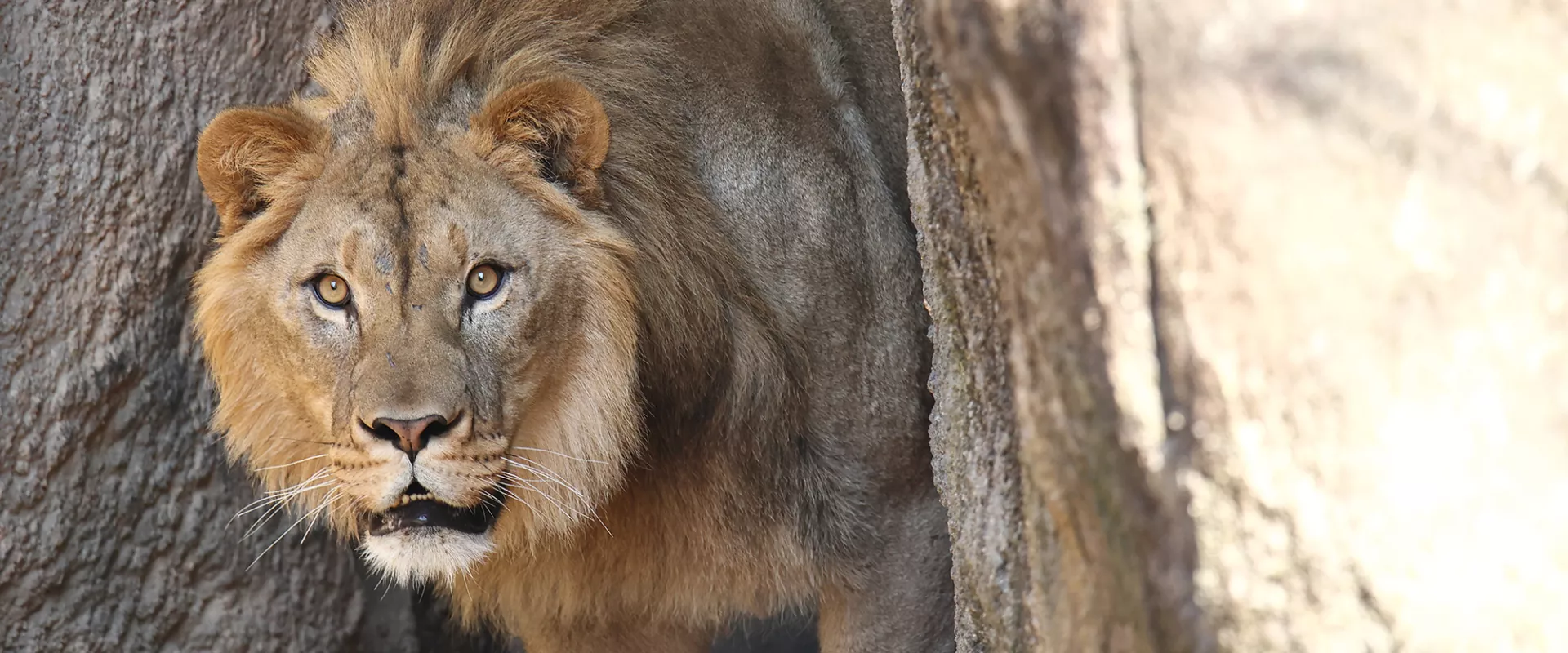 African Lion | North Carolina Zoo