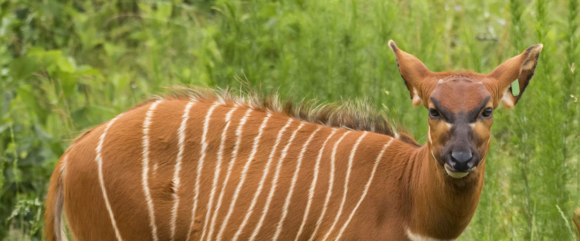 Bongo | North Carolina Zoo