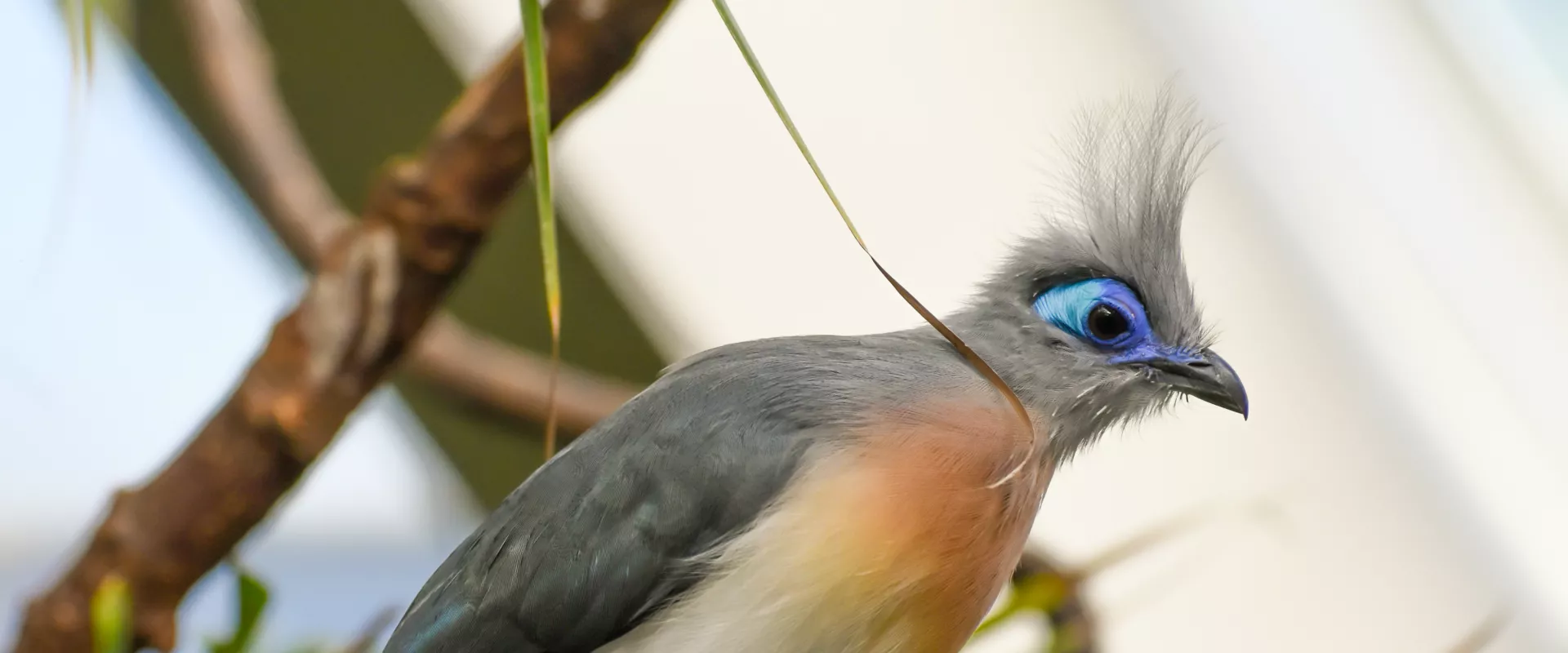 Crested Coua | North Carolina Zoo