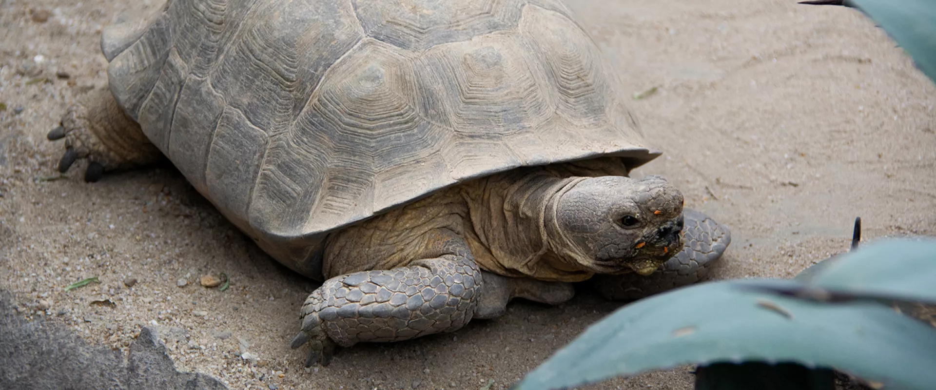 Desert Tortoise | North Carolina Zoo