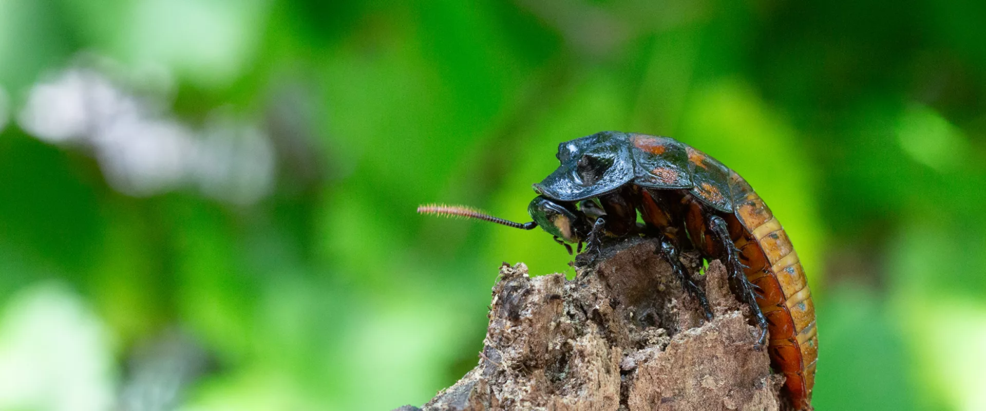 Madagascar Hissing Cockroach | North Carolina Zoo