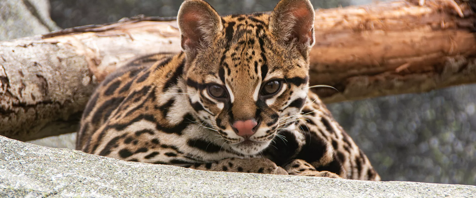 Ocelot | North Carolina Zoo