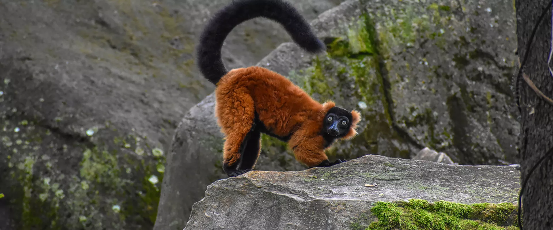 Red-ruffed Lemur | North Carolina Zoo