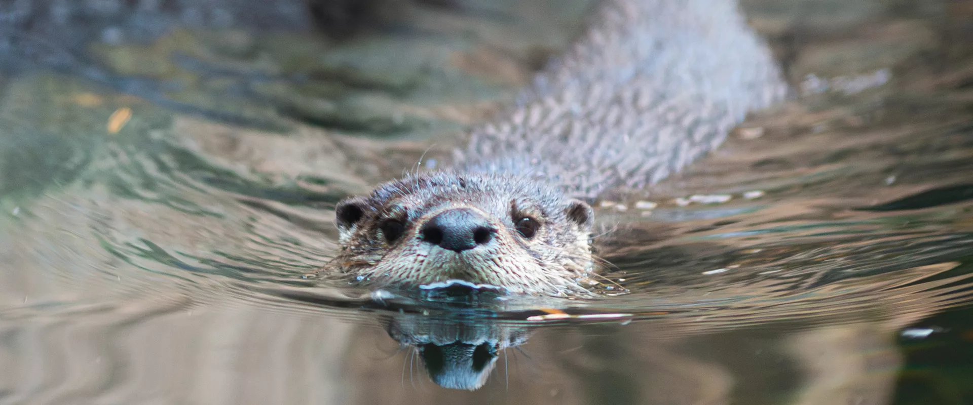 North American River Otter | North Carolina Zoo