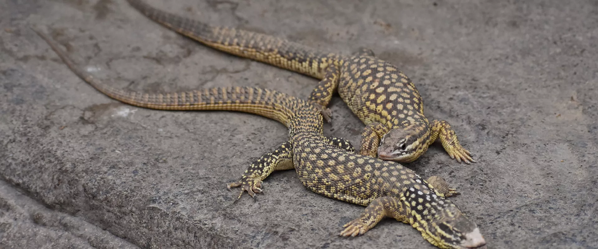 Spiny-tailed Monitor | North Carolina Zoo
