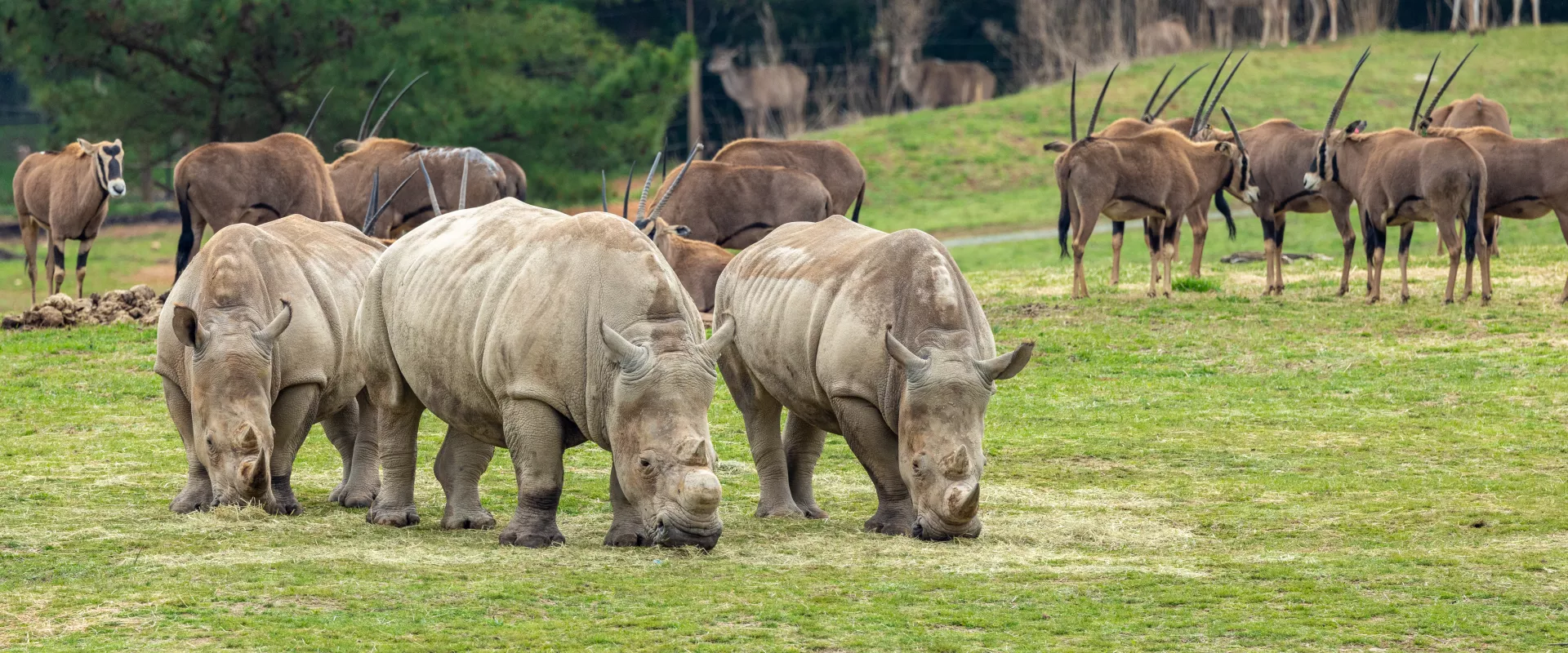 Wildlife | North Carolina Zoo