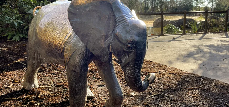Watani Grasslands Habitat | North Carolina Zoo