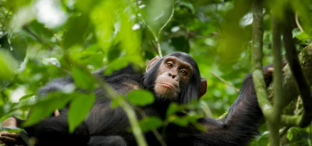 International Conservation | North Carolina Zoo