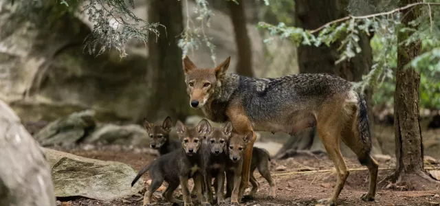 Red Wolf Habitat | North Carolina Zoo