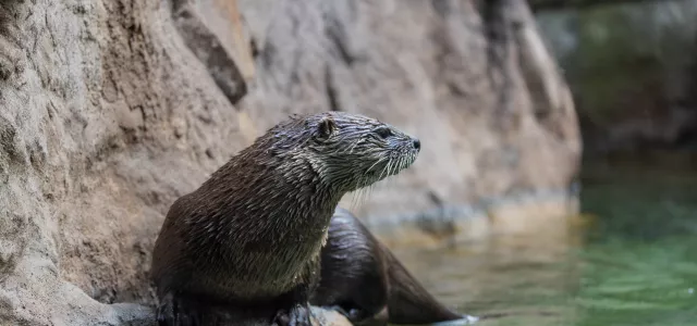 Animal Habitats | North Carolina Zoo
