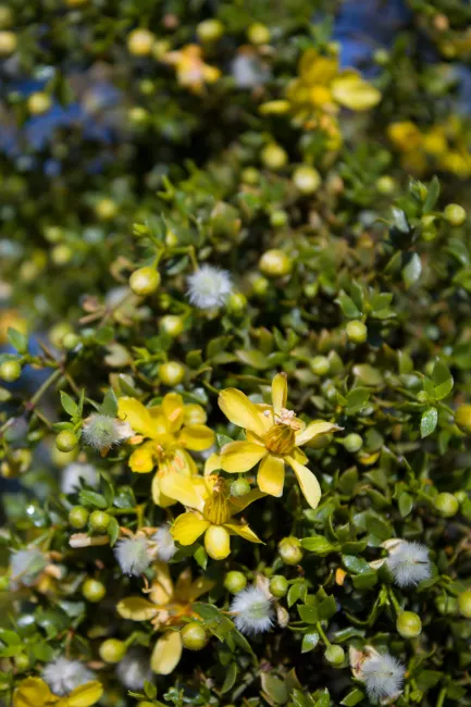 Creosote | North Carolina Zoo