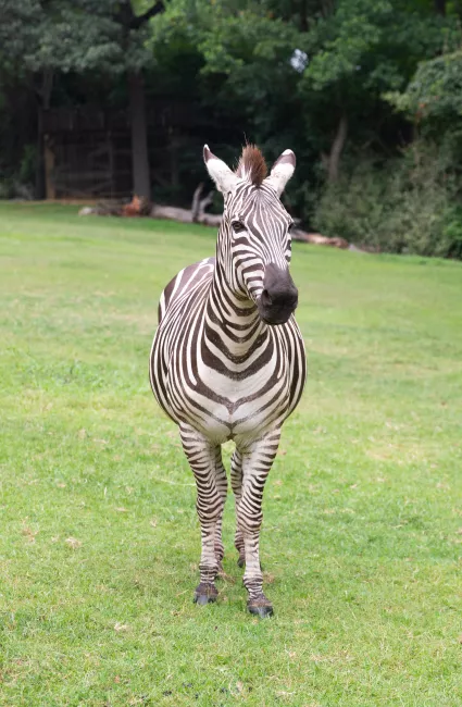 Zebra | North Carolina Zoo
