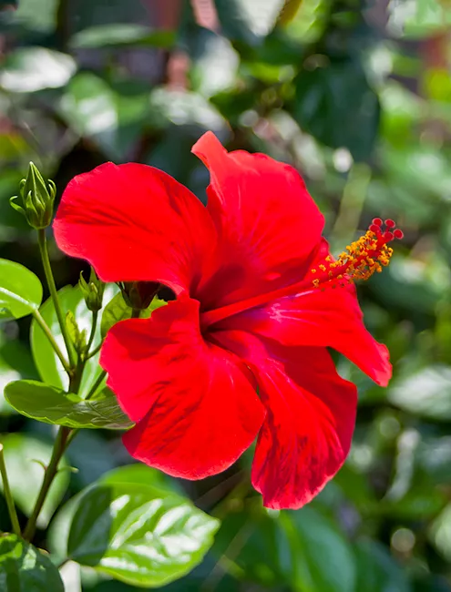 Scarlet Rosemallow | North Carolina Zoo