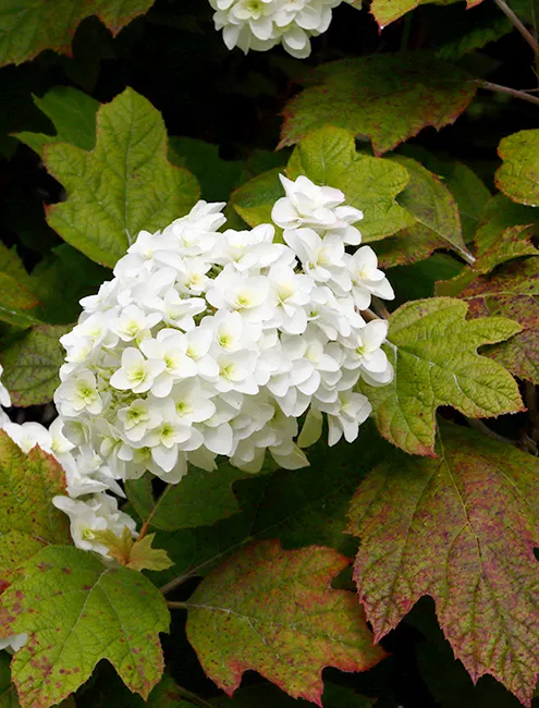 Oakleaf Hydrangea | North Carolina Zoo