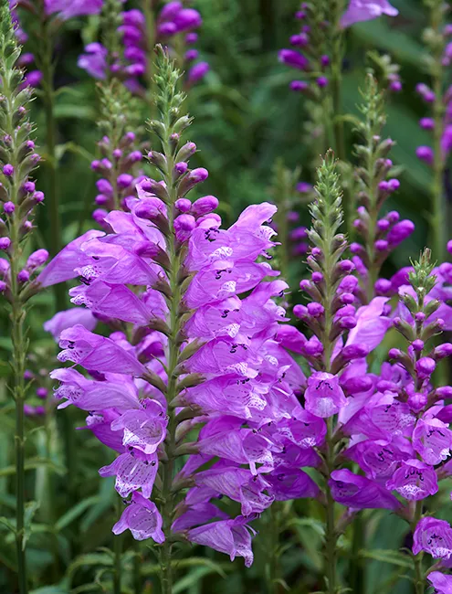 Obedient Plant | North Carolina Zoo