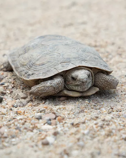 African Pancake Tortoise | North Carolina Zoo